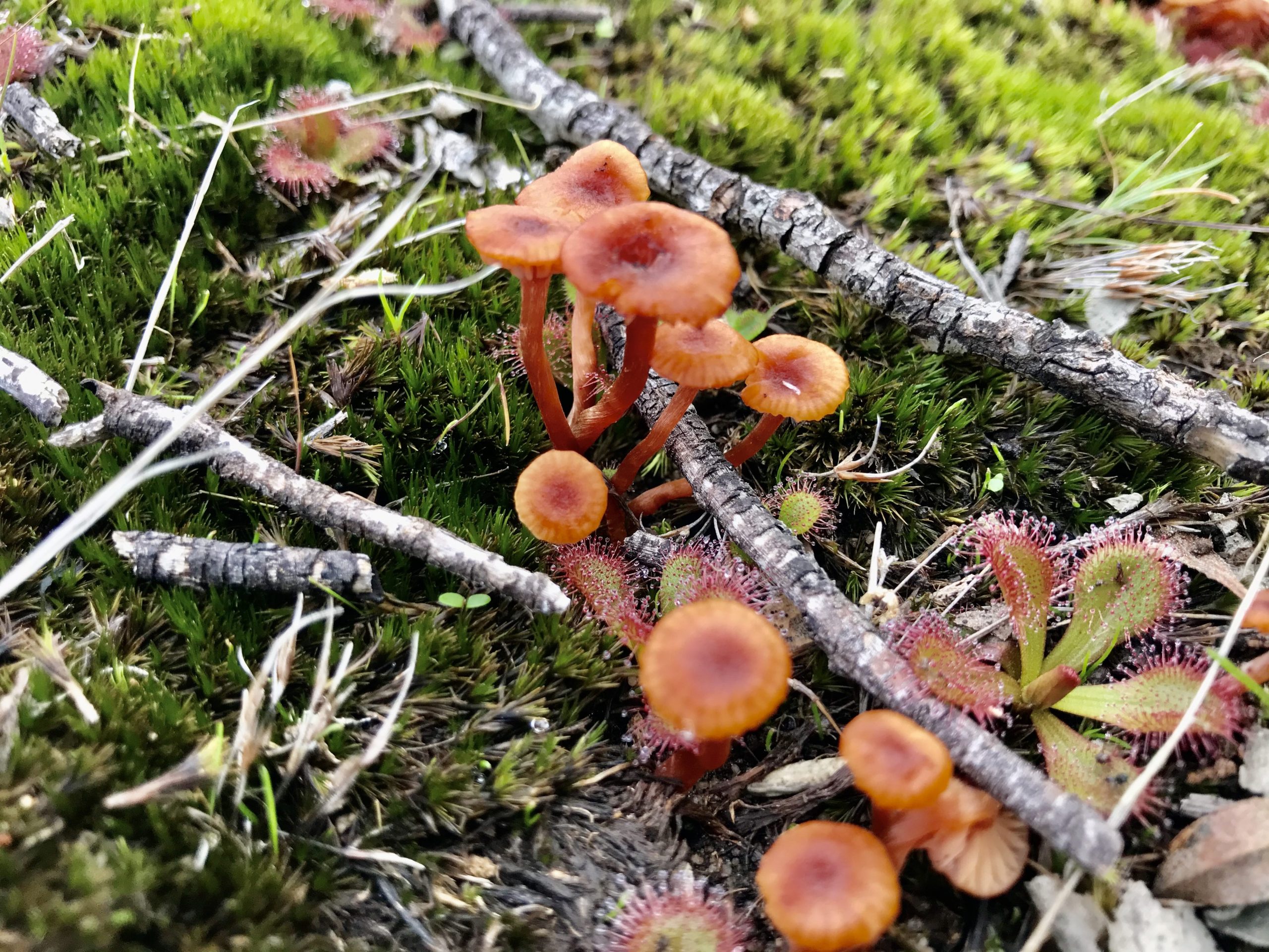 Between the Second and the Third – Borcho