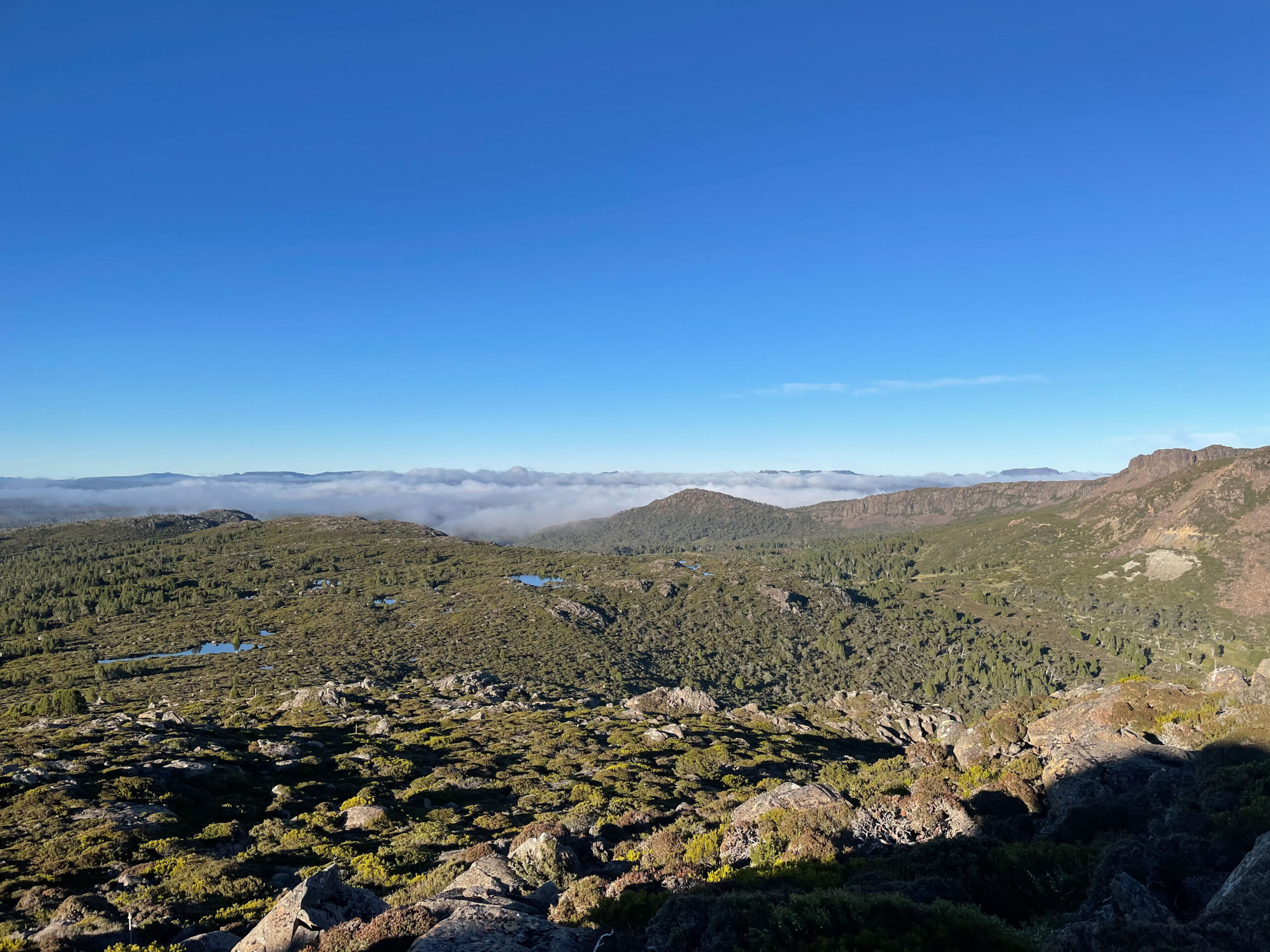 The Dicks of Jerusalem – Borcho