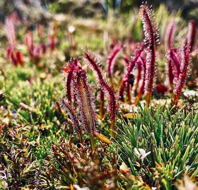 Toilet Dwelling Emperor – Borcho